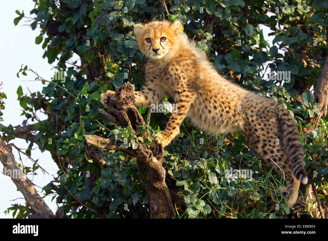 Cheetah on tree hi-res stock photography and images - Alamy