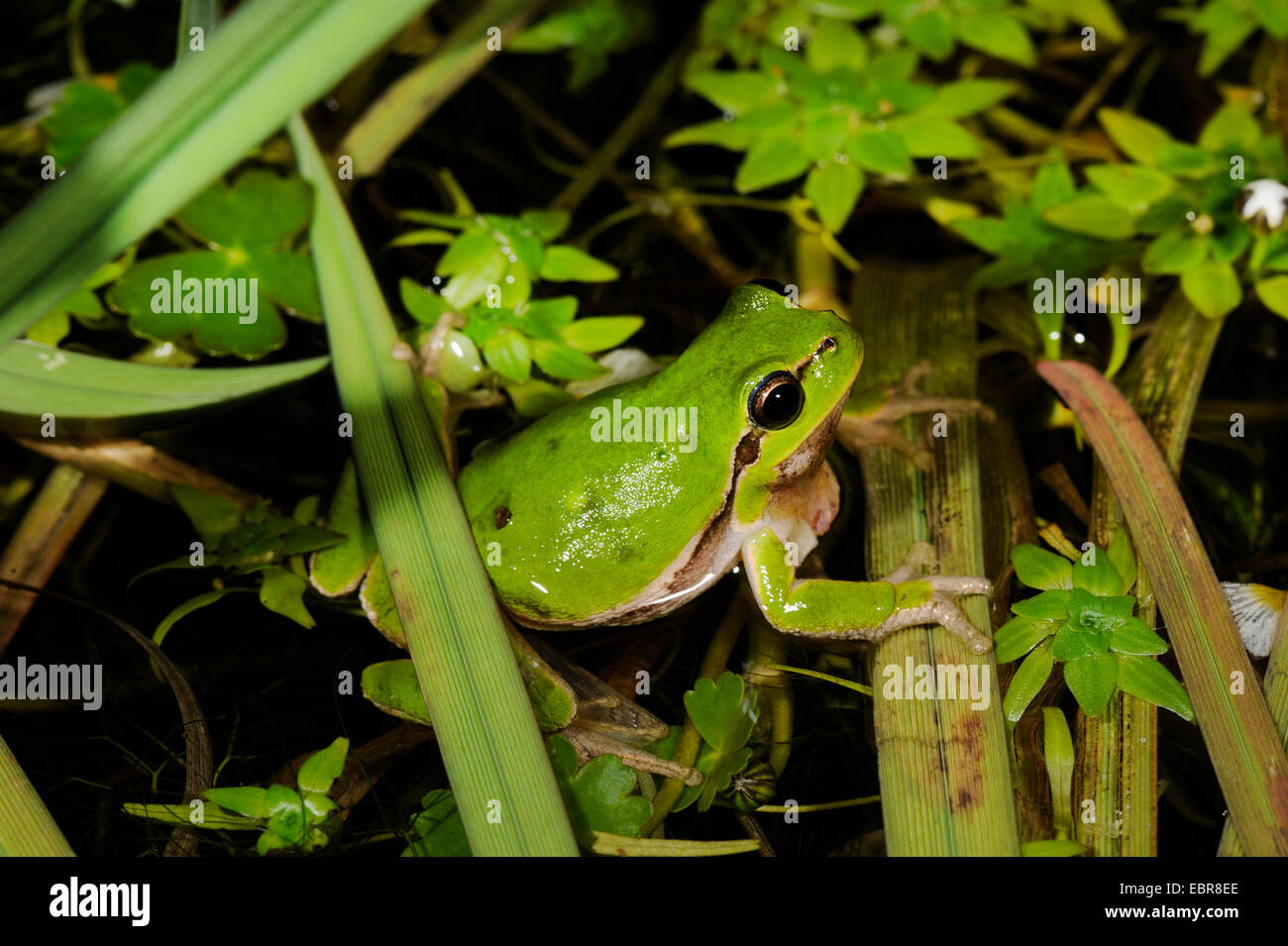 Sardinian tree frog, Tyrrhenian tree frog (Hyla sarda), swims between ...