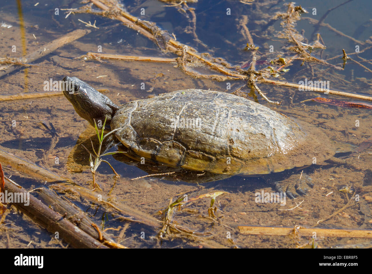 Sonora mud turtle (cf. Kinosternon sonoriense), sunbathing in shallow ...