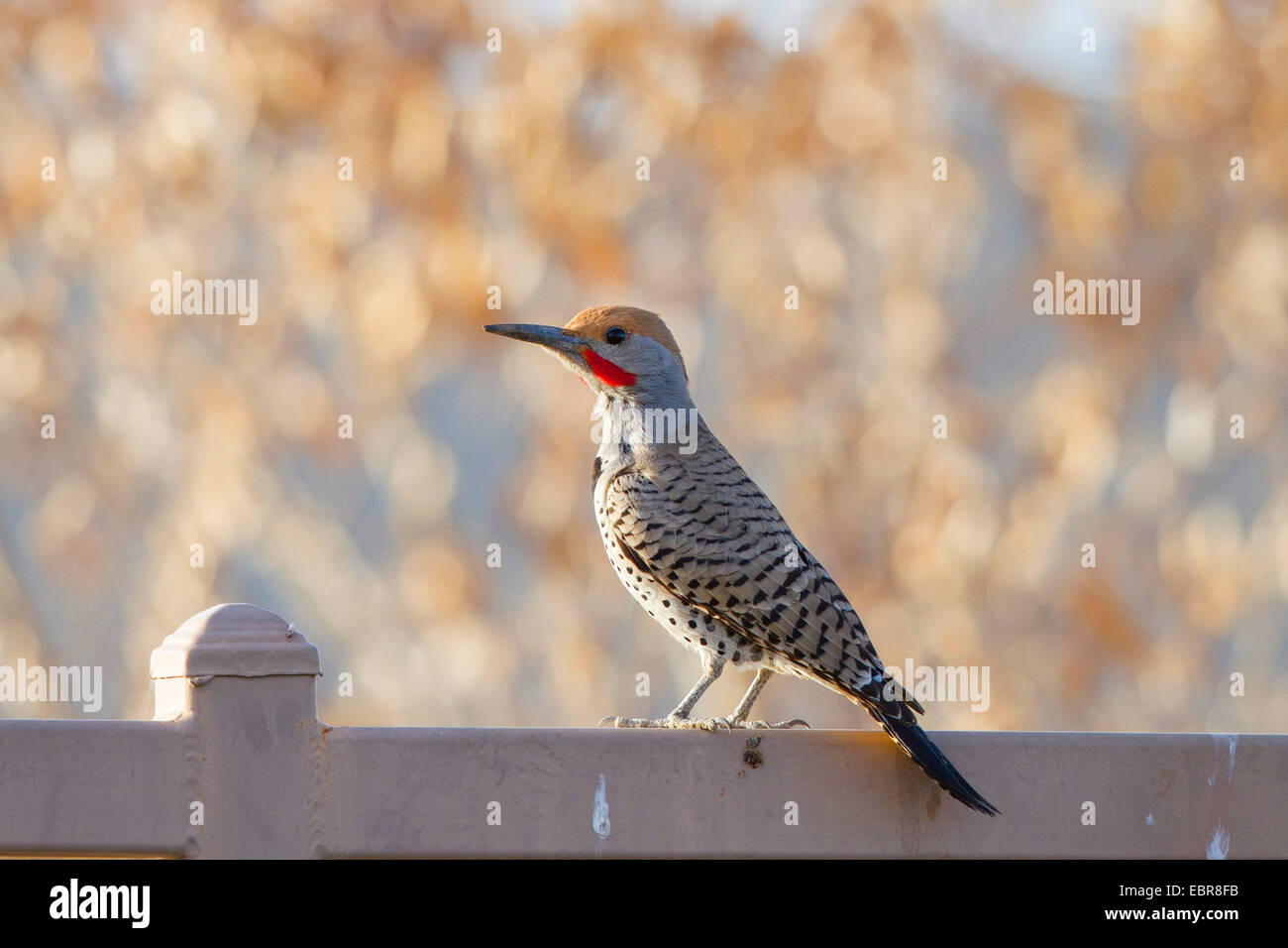 Flicker hi-res stock photography and images - Alamy