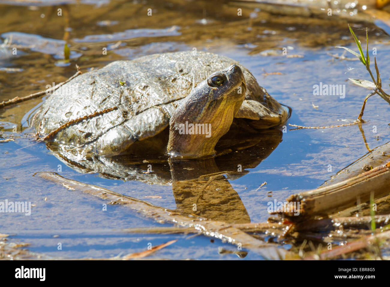 Sonora mud turtle (cf. Kinosternon sonoriense), sunbathing in shallow ...