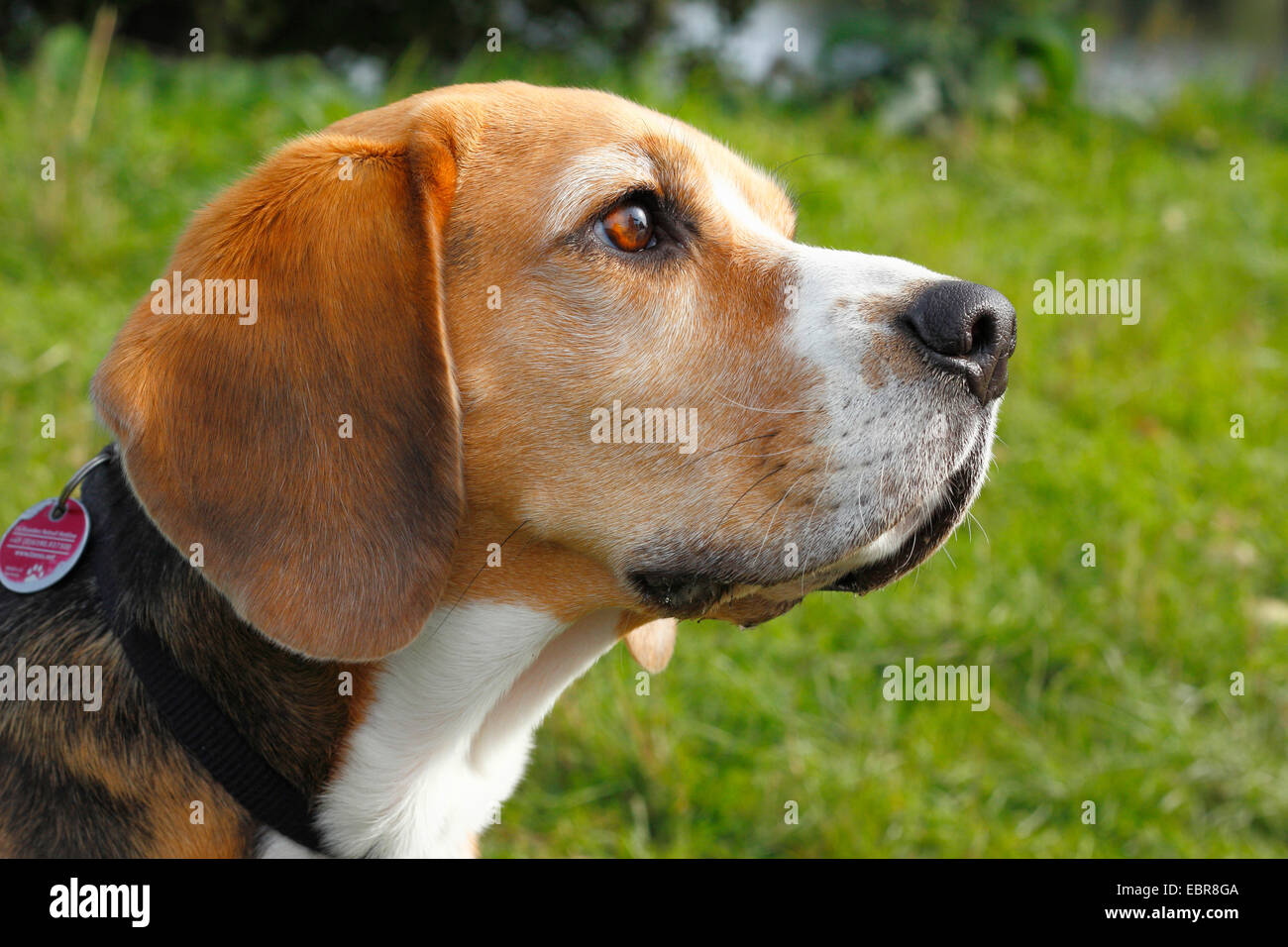 Side view beagle head hi-res stock photography and images - Alamy