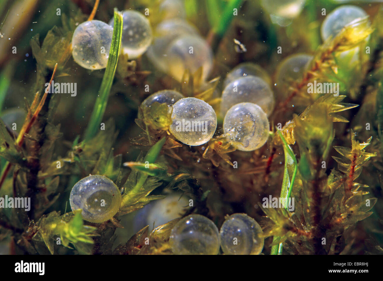 Visible eyes on substrate hi-res stock photography and images - Alamy