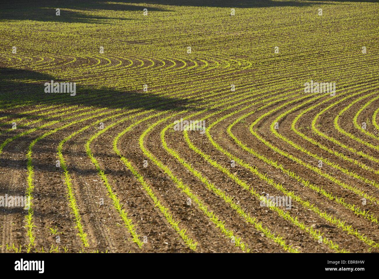 fresh planted corn field, Germany, Bavaria, Oberpfalz Stock Photo - Alamy