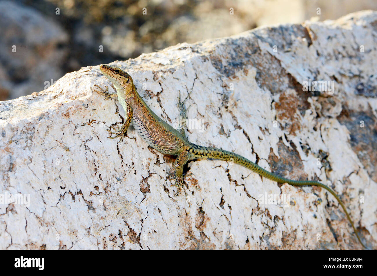 Oertzeni`s Rock Lizard (Anatololacerta oertzeni pelasgiana ), sitting ...