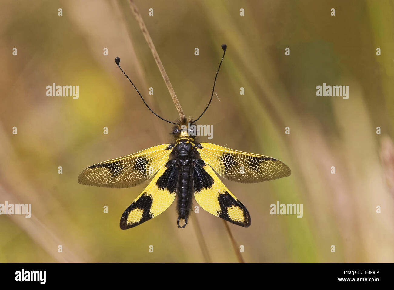 owlflies (Libelloides coccajus, Libelloides coccaius, Ascalaphus ...