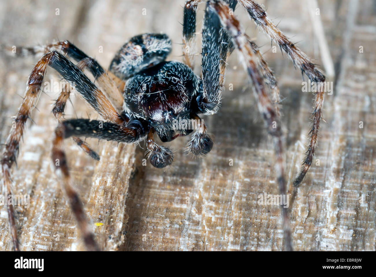 Crevice spider, Walnut Orb-Weaver Spider, walnut orb weaver spider ...