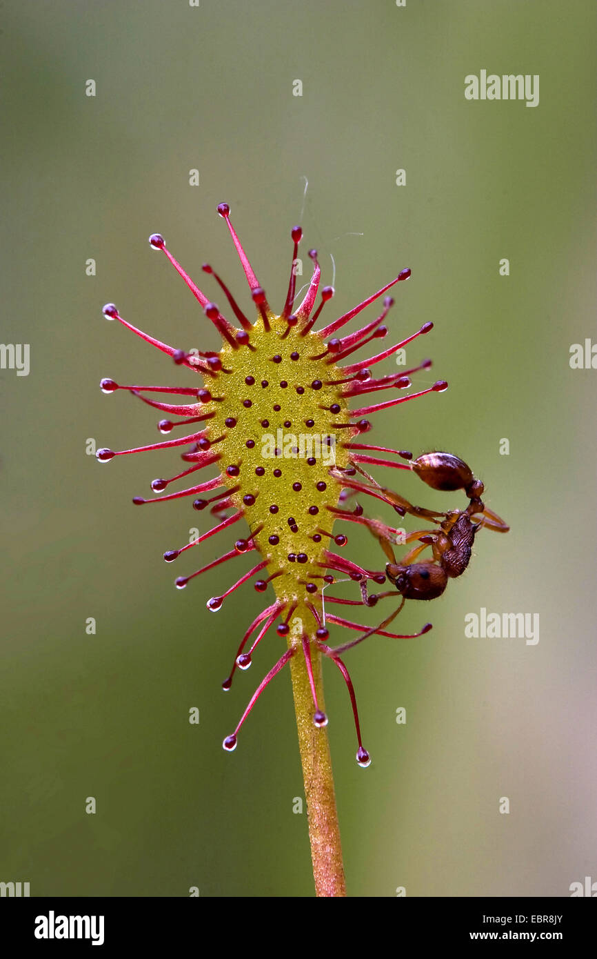 Ant gluing to a leaf of sundew hi-res stock photography and images - Alamy