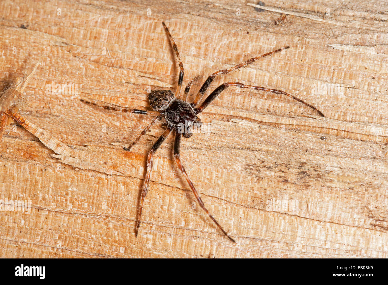 Crevice spider, Walnut Orb-Weaver Spider, walnut orb weaver spider ... Crevice spider, Walnut Orb-Weaver Spider, walnut orb weaver spider ...
