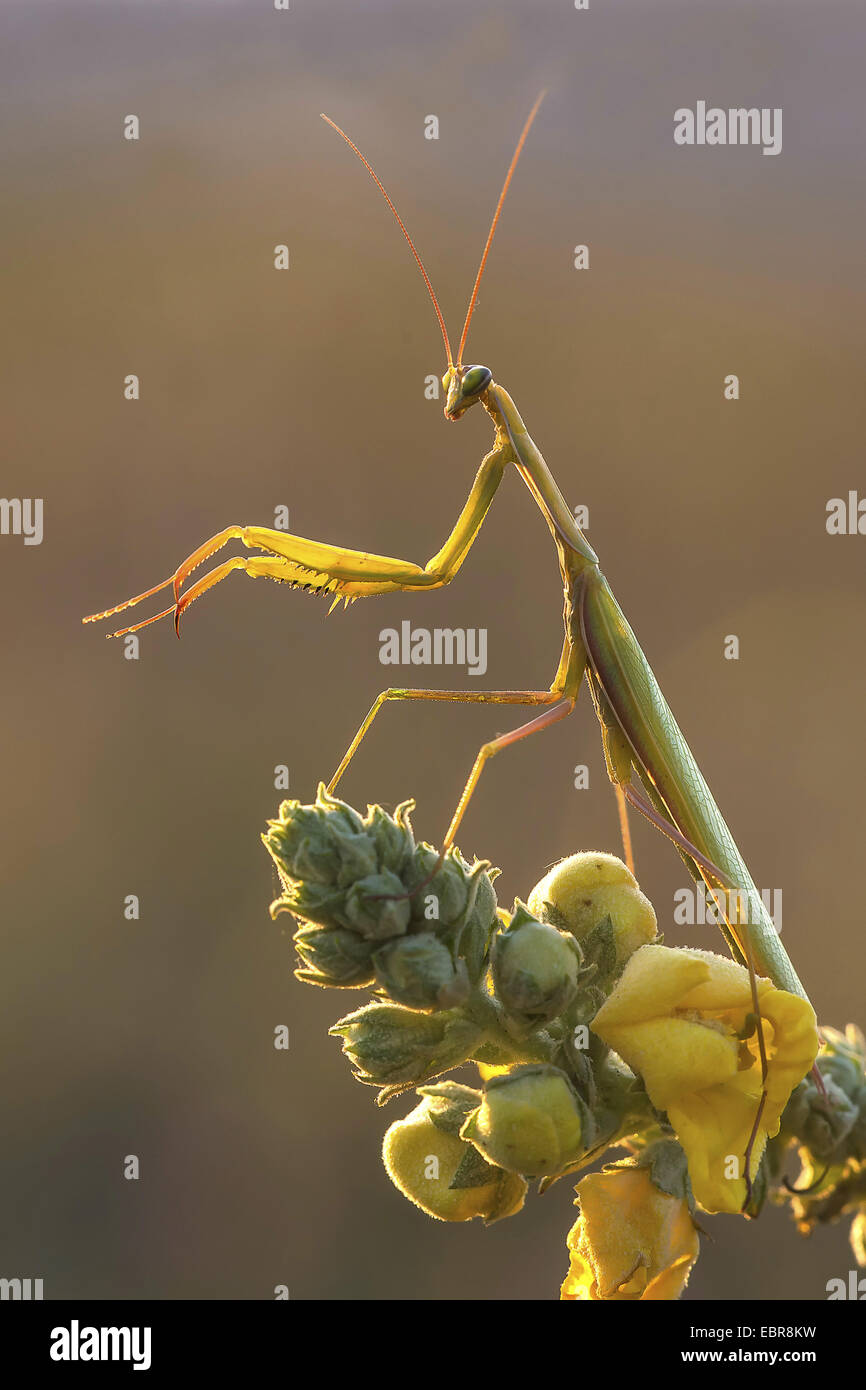 Mantis religiosa photos hi-res stock photography and images - Alamy