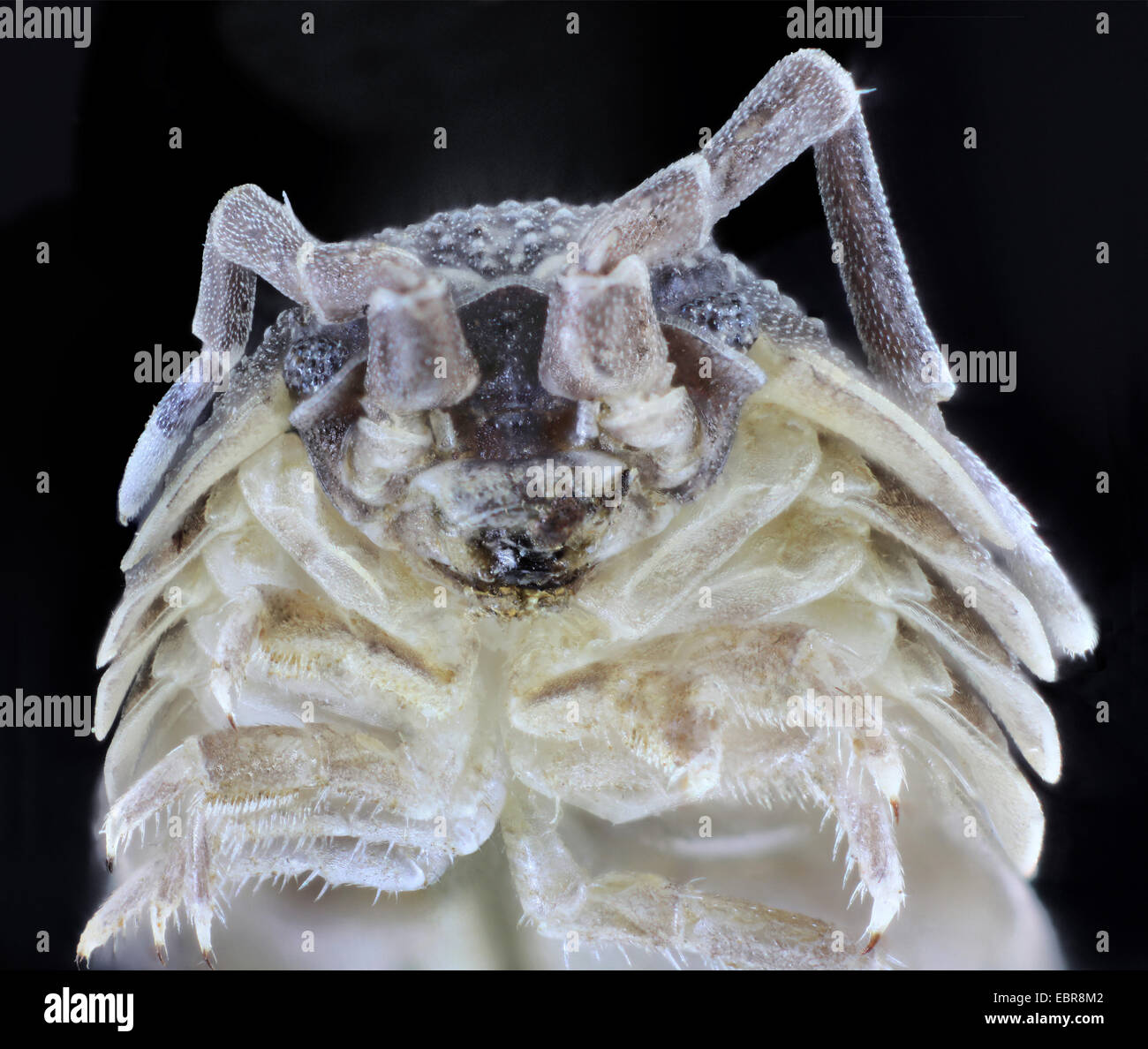 common rough woodlouse, garden woodlouse, slater, scabby sow bug ...