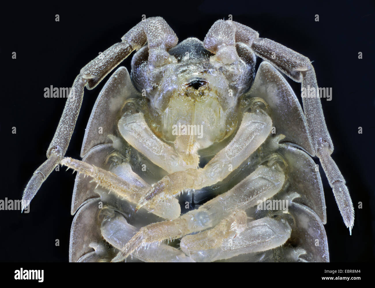 common rough woodlouse, garden woodlouse, slater, scabby sow bug ...