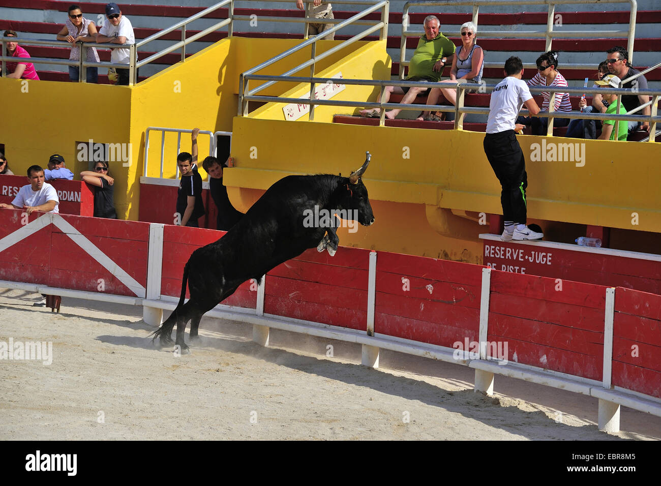 domestic cattle (Bos primigenius f. taurus), bullfight training, bull ...