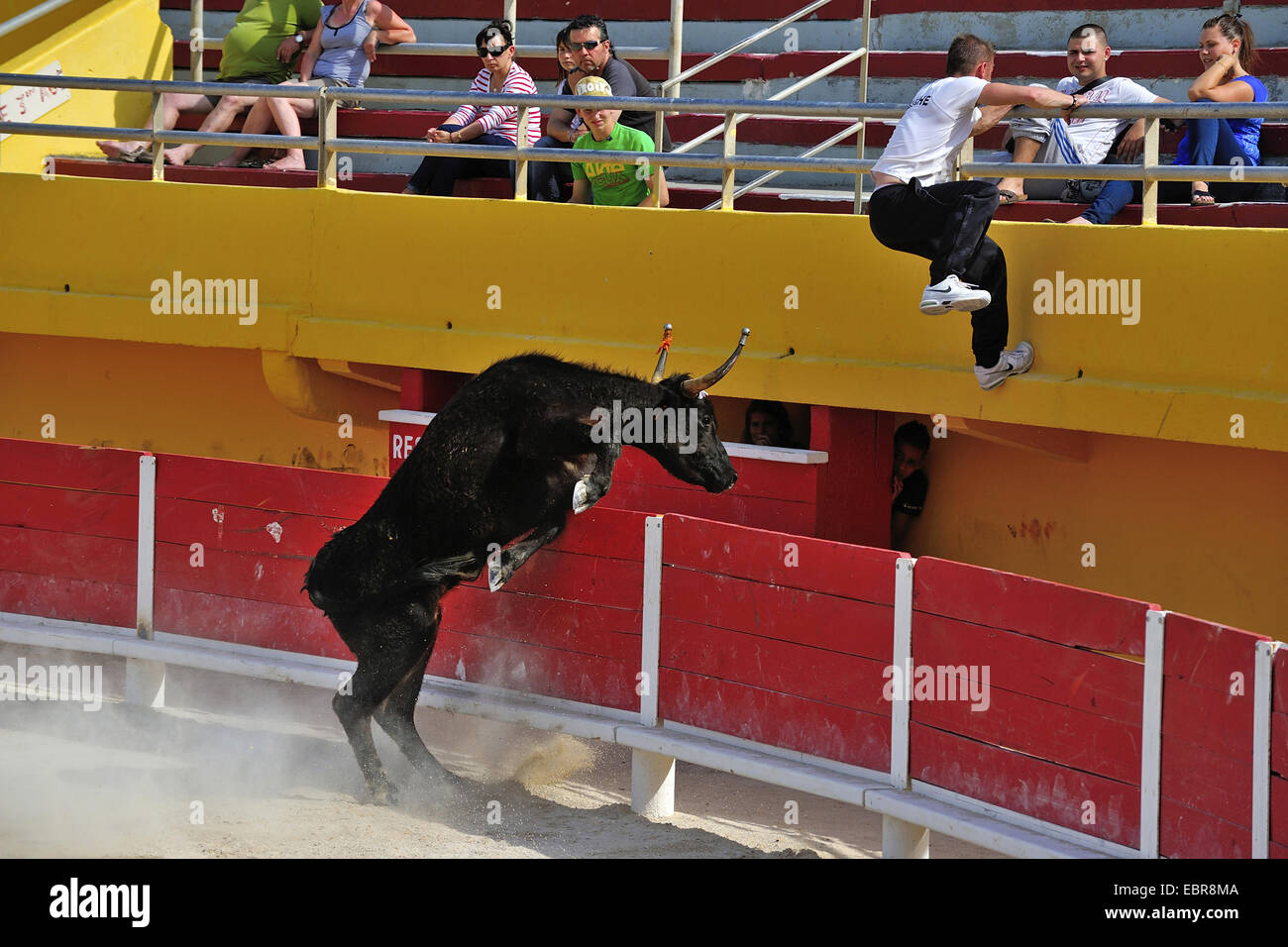 Bull chasing the torero out of the arena hi-res stock photography and ...