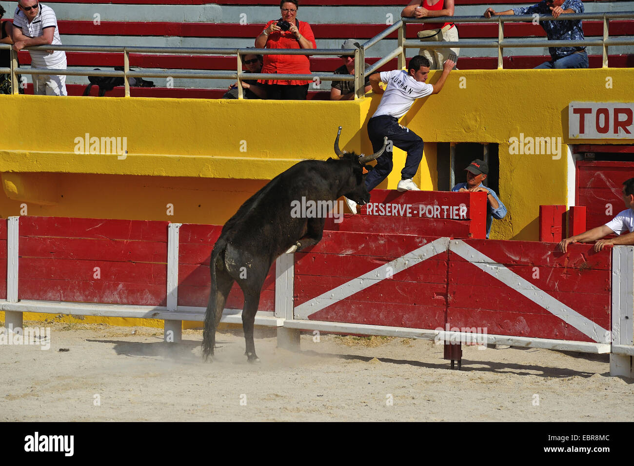 Bull chasing man hi-res stock photography and images - Alamy