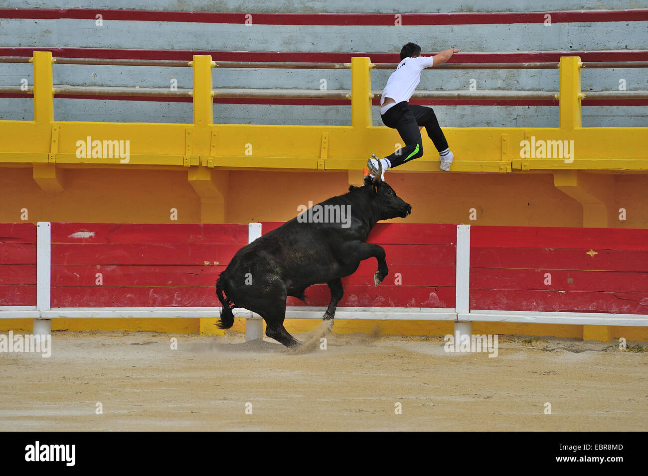 Bull Chasing Man High Resolution Stock Photography and Images - Alamy