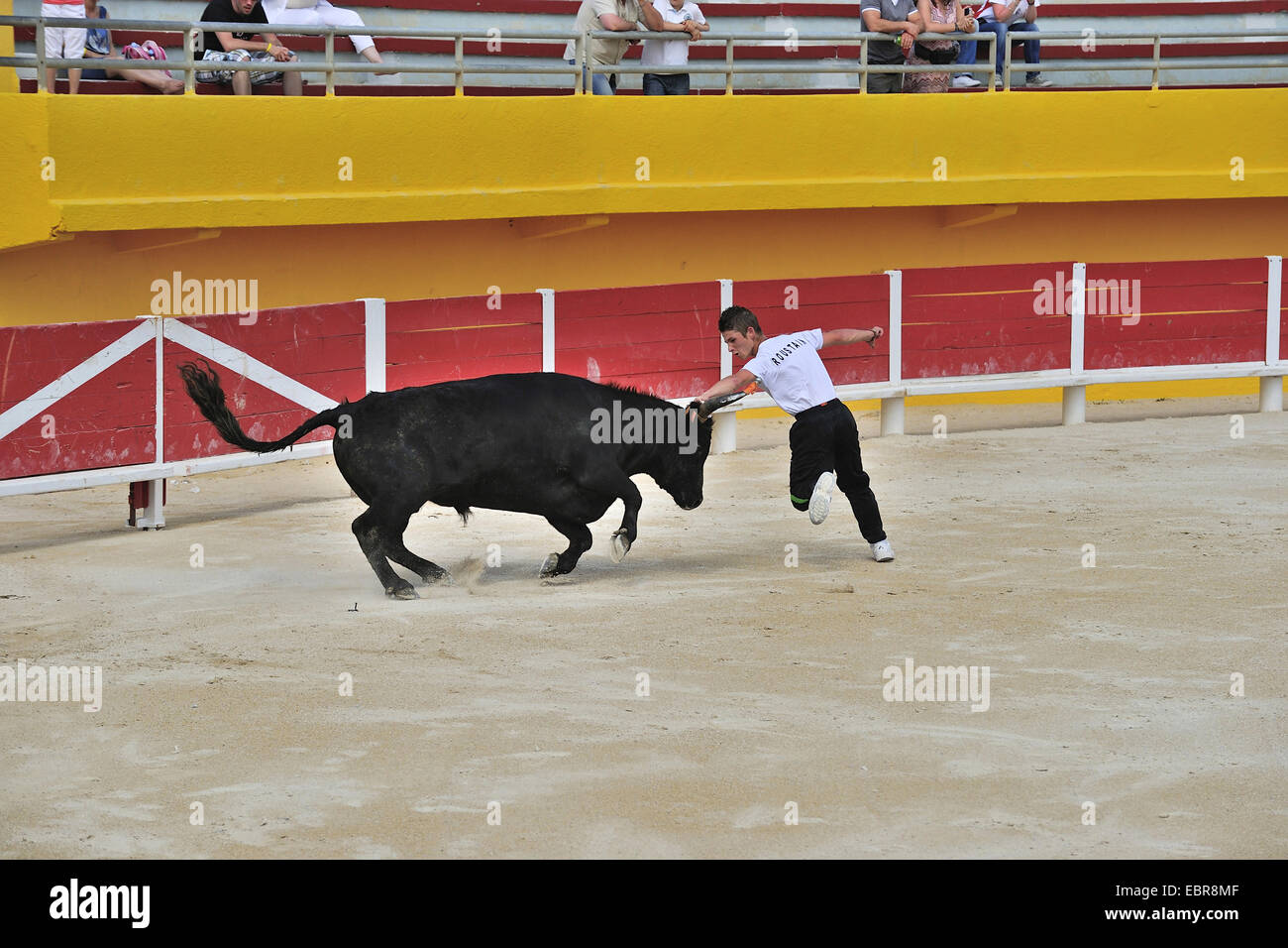 domestic cattle (Bos primigenius f. taurus), bullfight training, France ...