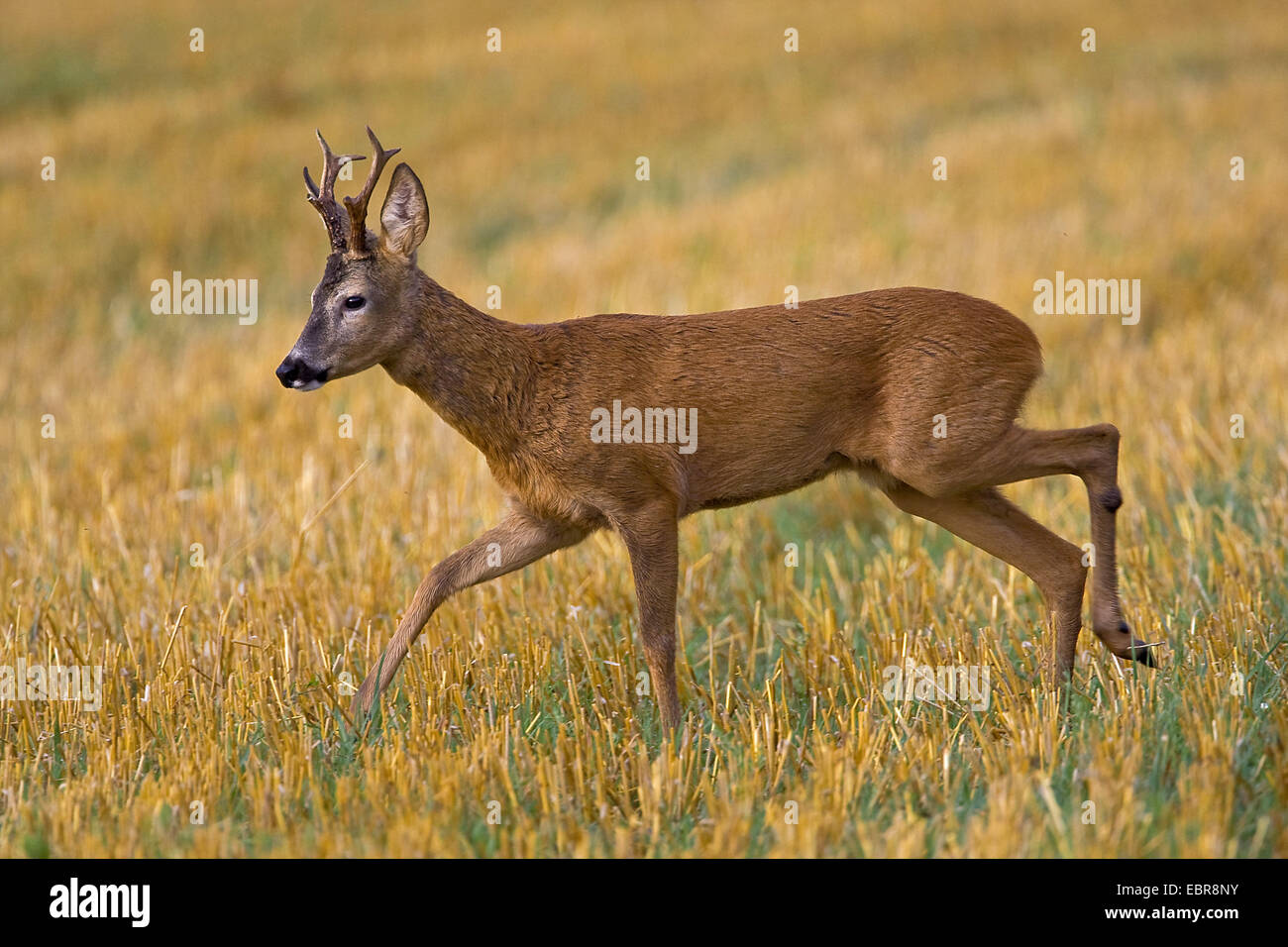 roe deer (Capreolus capreolus), young deer in a stubble field ...