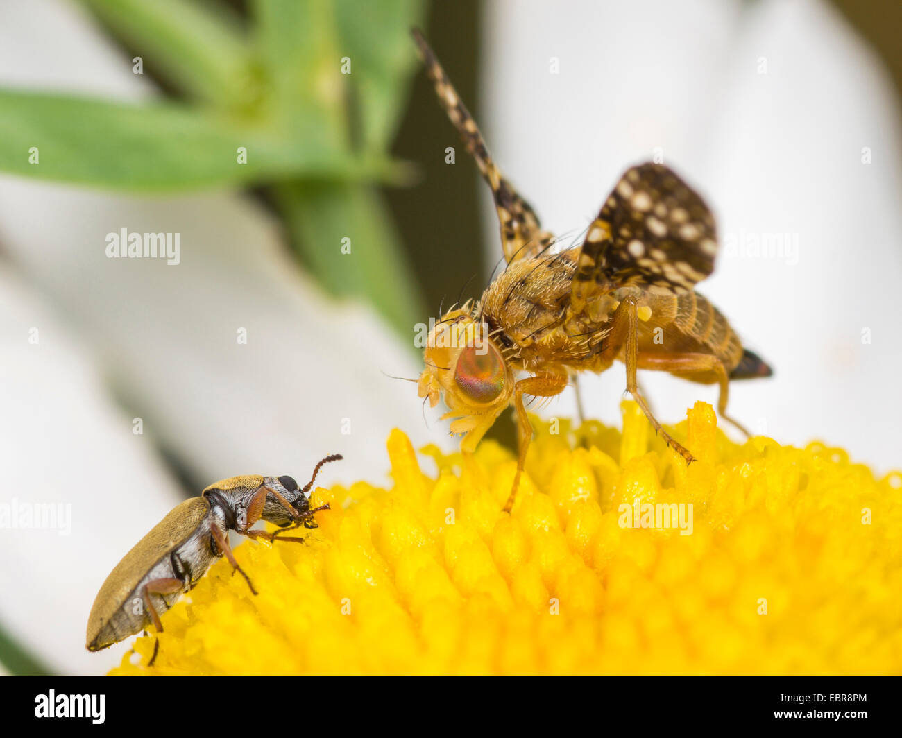 Clouded Yarrow Fly (Oxyna flavipennis), female on ox-eye daisy feeding ...