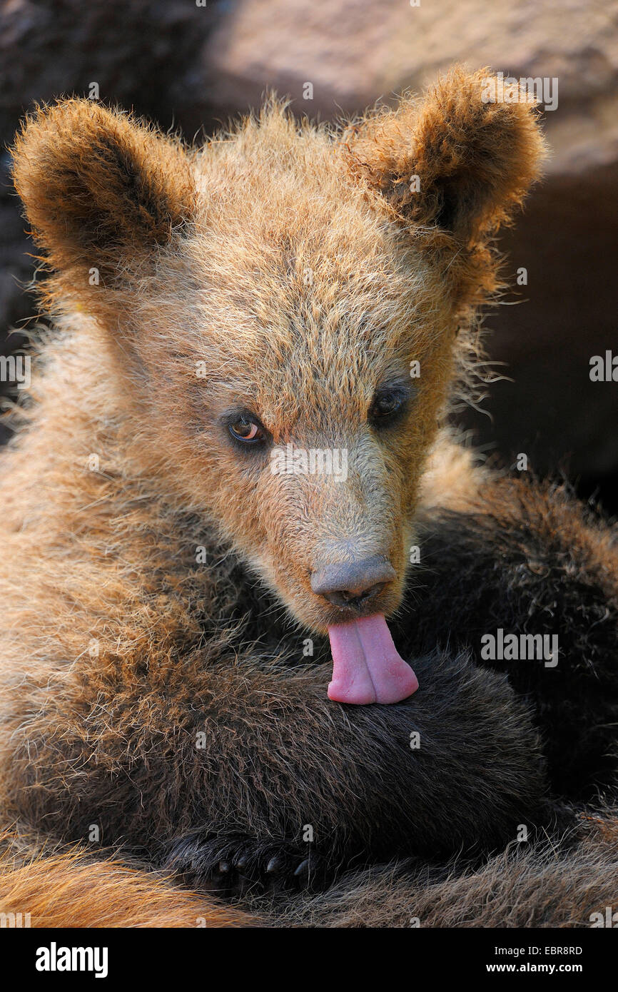 German bear animal tongue hi-res stock photography and images - Alamy
