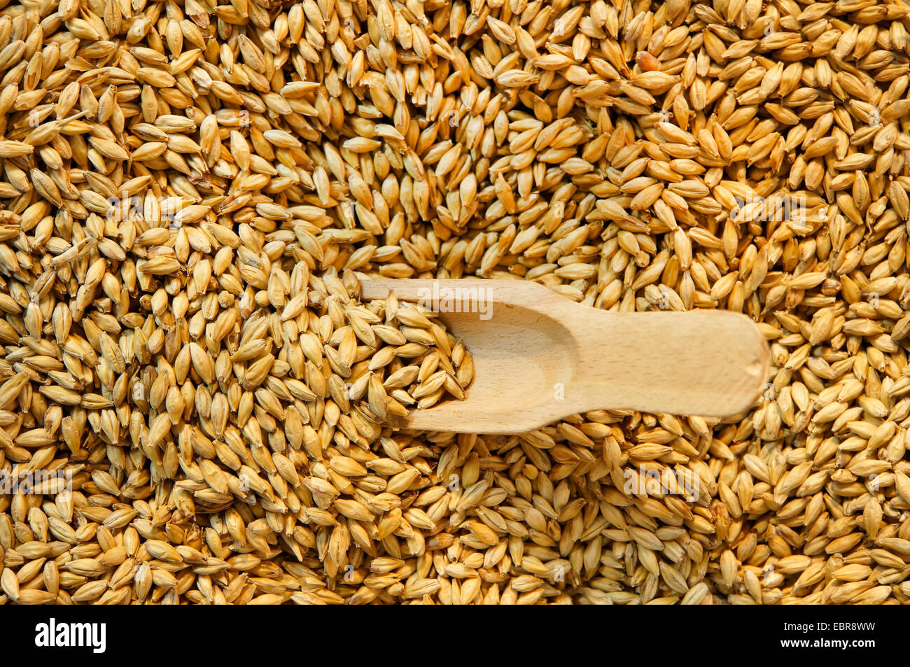 brewing malt for beer production Stock Photo - Alamy