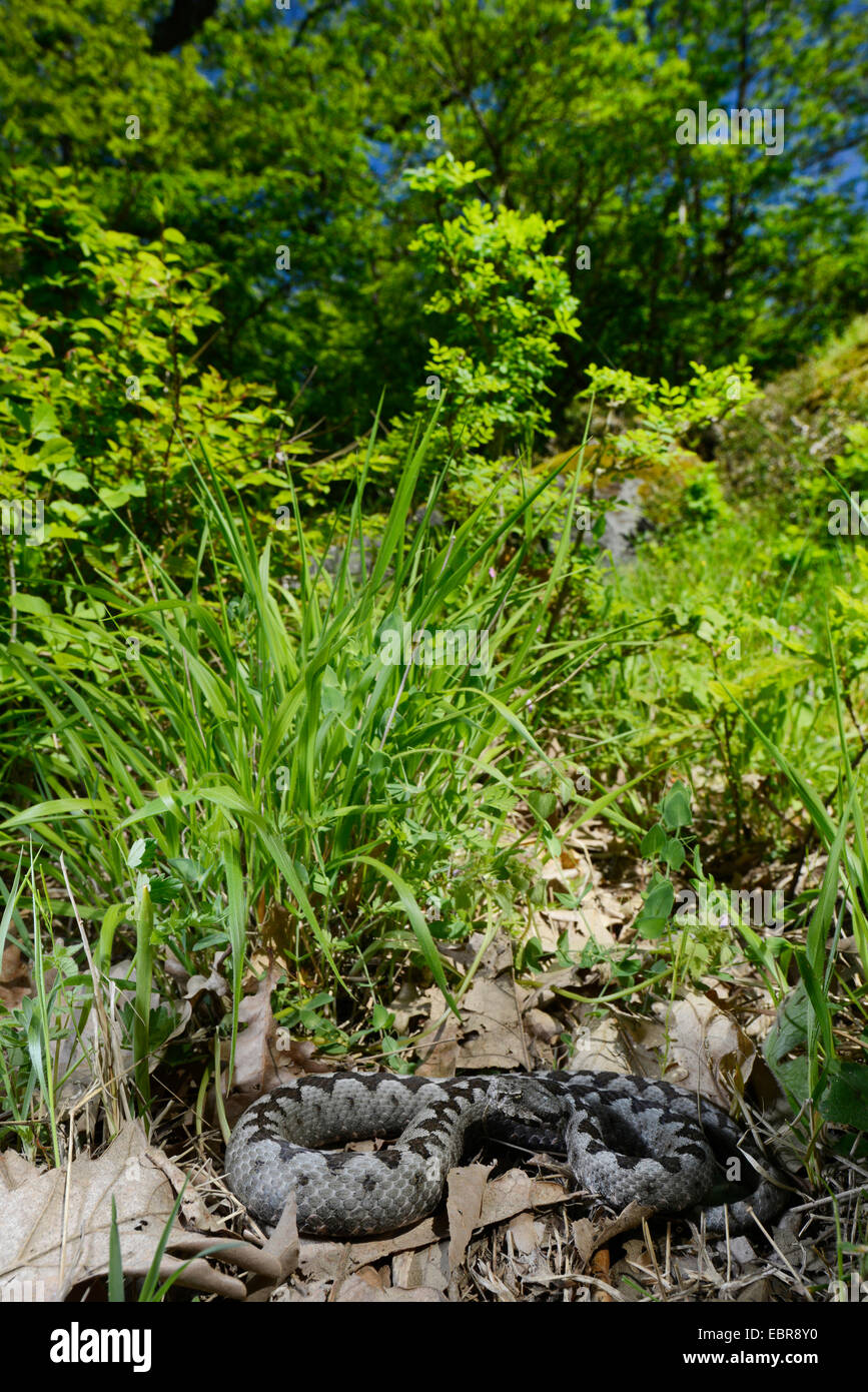 Nose-horned viper, Horned viper, Long-nosed viper (Vipera ammodytes ...