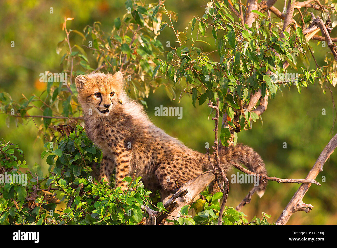 cheetah (Acinonyx jubatus), young animal sitting on a tree, Kenya ...