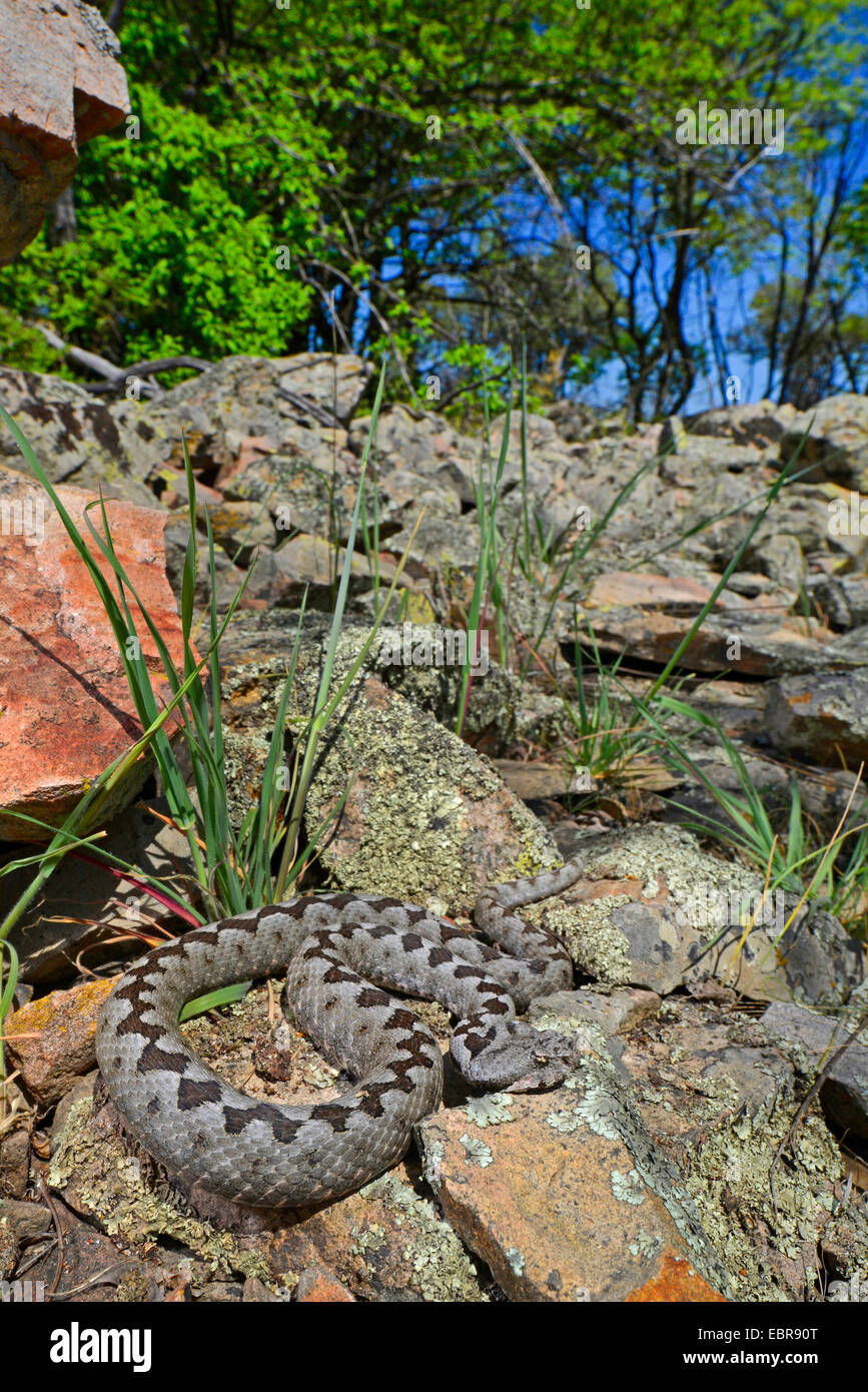 Nose-horned viper, Horned viper, Long-nosed viper (Vipera ammodytes ...