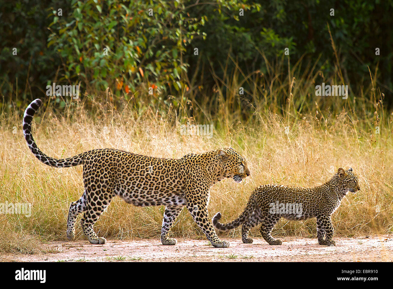 leopard (Panthera pardus), leopardess with her juvenile in the savannah, Kenya, Masai Mara ...