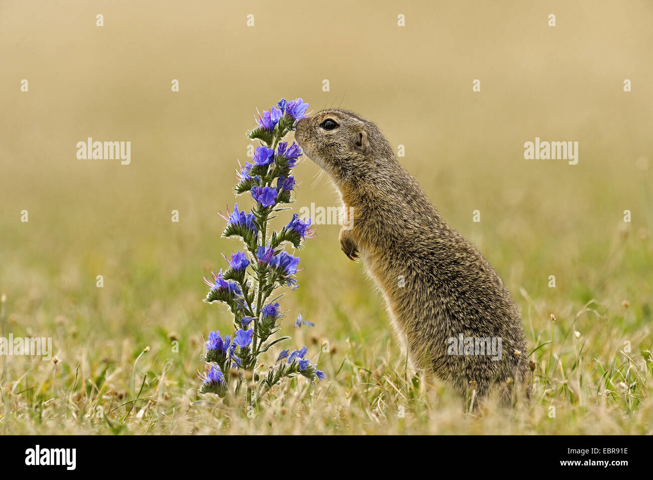 European ground squirrel, European suslik, European souslik (Citellus ...