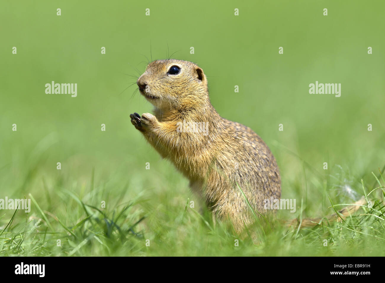 European ground squirrel, European suslik, European souslik (Citellus ...