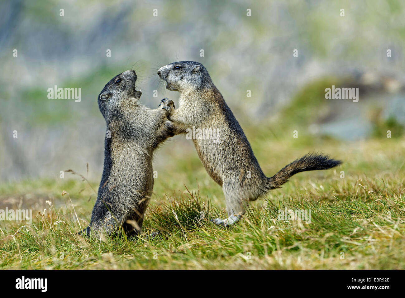 Angry marmot hi-res stock photography and images - Alamy