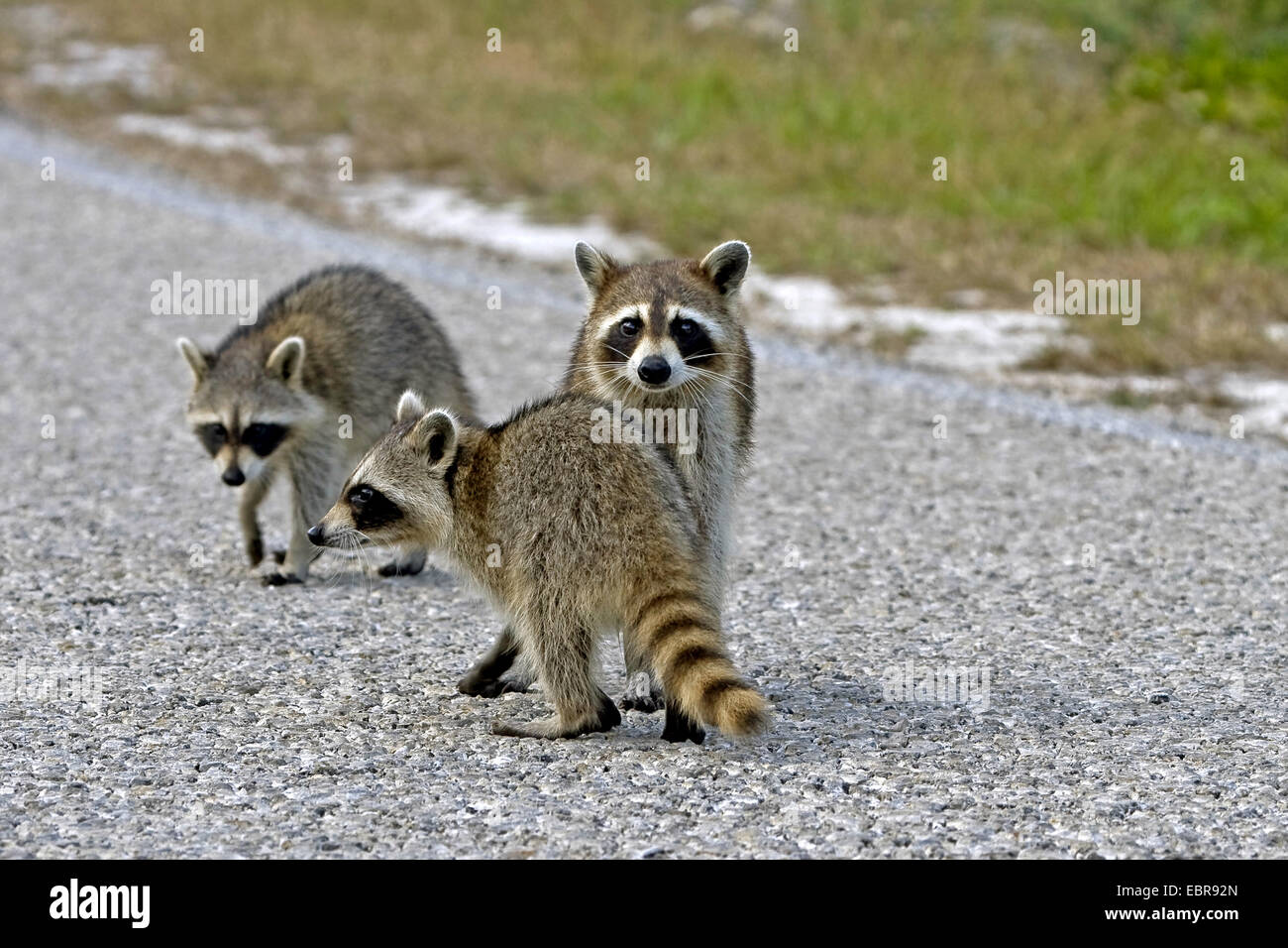 Three raccoons hi-res stock photography and images - Alamy