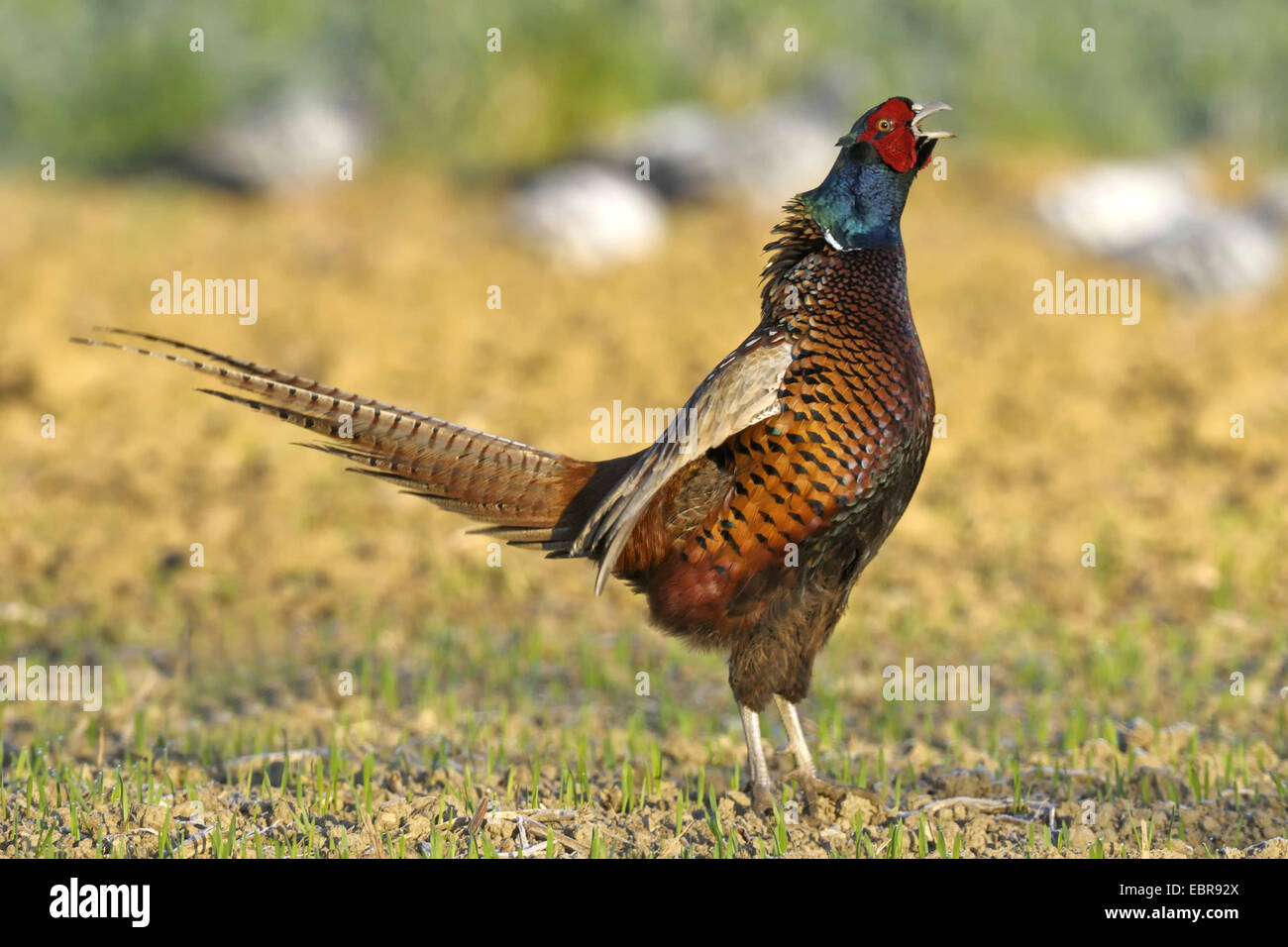 common pheasant, Caucasus Pheasant, Caucasian Pheasant (Phasianus ...
