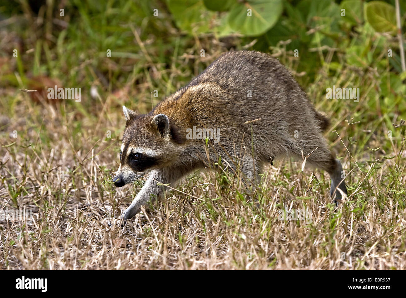 Usa florida everglades raccoon hi-res stock photography and images - Alamy