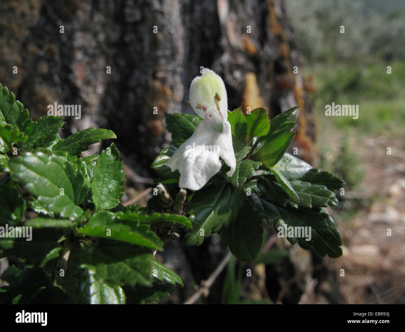 Prasium majus hi-res stock photography and images - Alamy