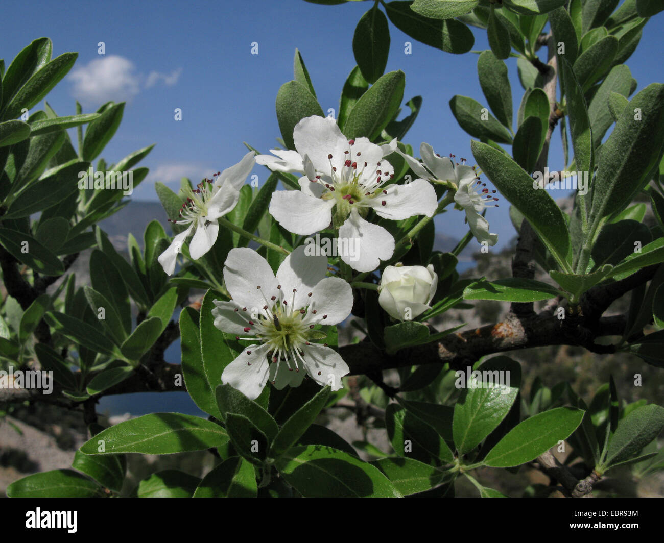 almond-leaved pear (Pyrus amygdaliformis), blooming, Greece ...