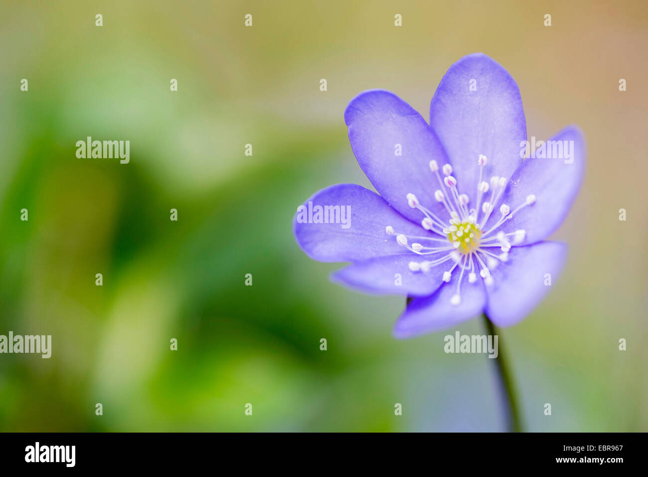 Hepatica liverleaf, American liverwort (Hepatica nobilis, Anemone ...