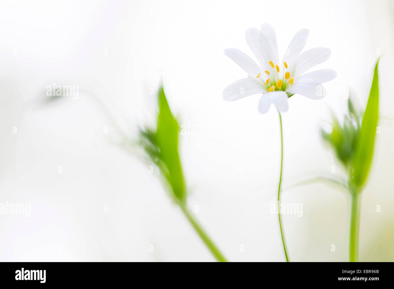 High key flower hi-res stock photography and images - Alamy