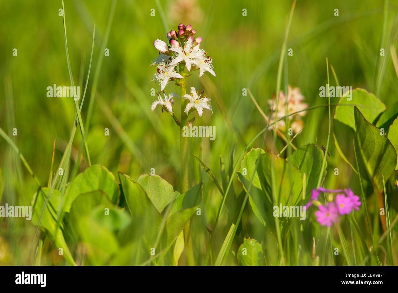 bogbean, buckbean (Menyanthes trifoliata), blooming, Germany, Bavaria ...