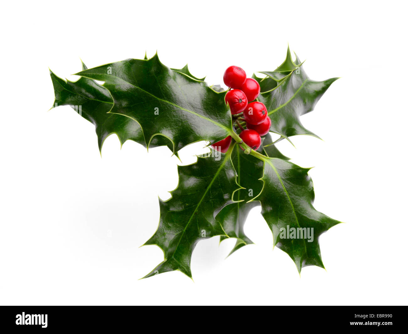 Holly leaves berries Cut Out Stock Images & Pictures - Alamy