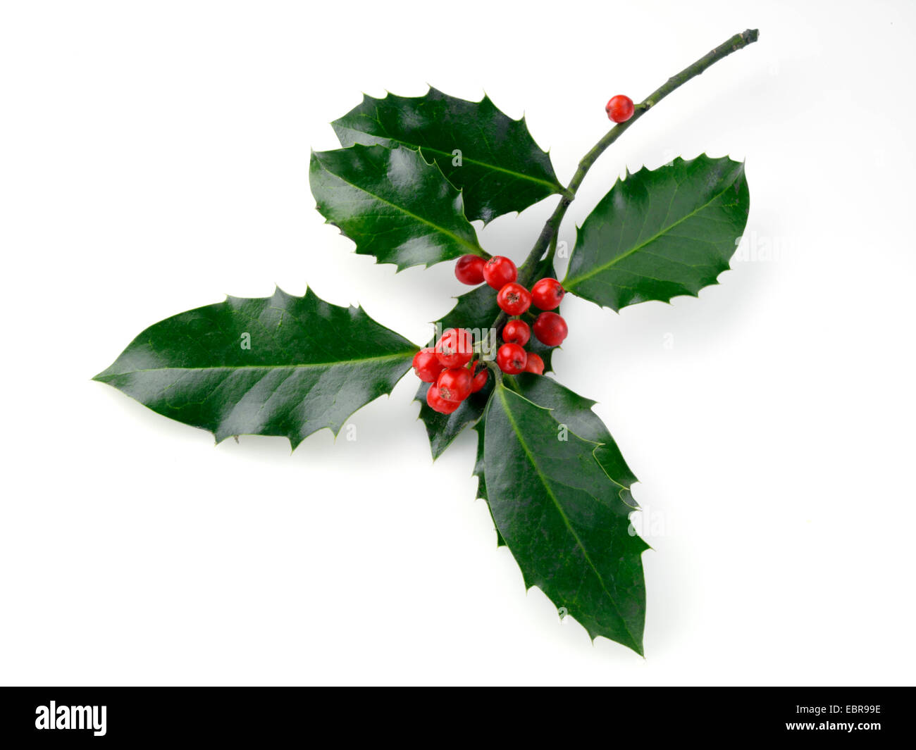 Sprig holly hi-res stock photography and images - Alamy
