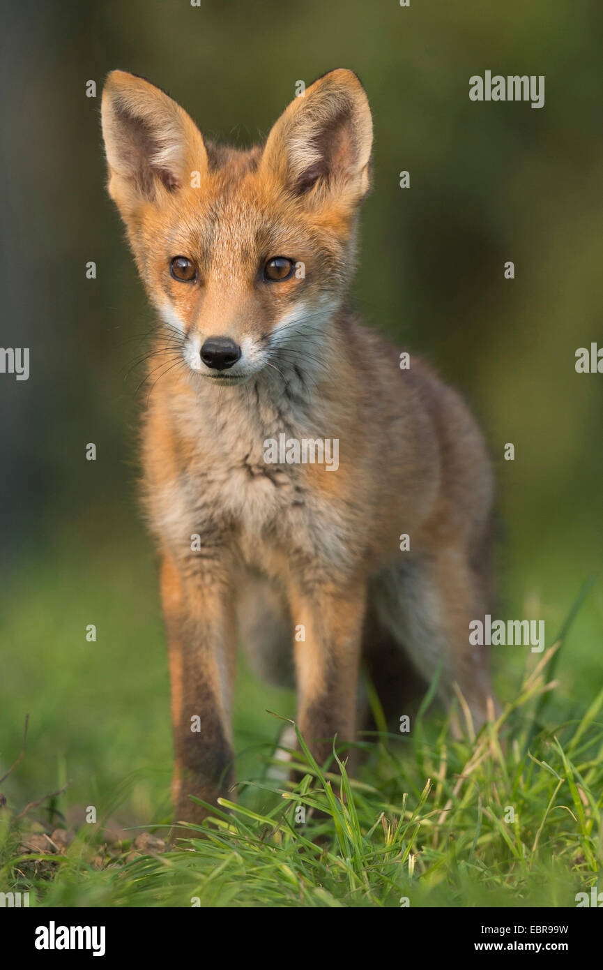 red fox (Vulpes vulpes), young fox, Germany, Lower Saxony Stock Photo ...