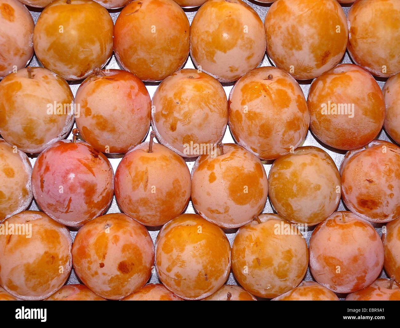 Prunus domestica fresh food hi-res stock photography and images - Alamy