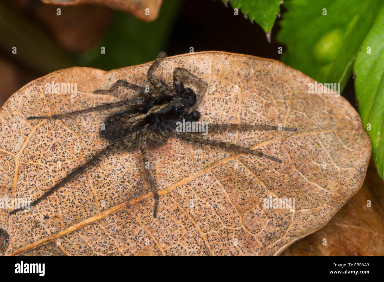 Spotted wolf spider, Ground spider (Pardosa amentata), subadult male ...