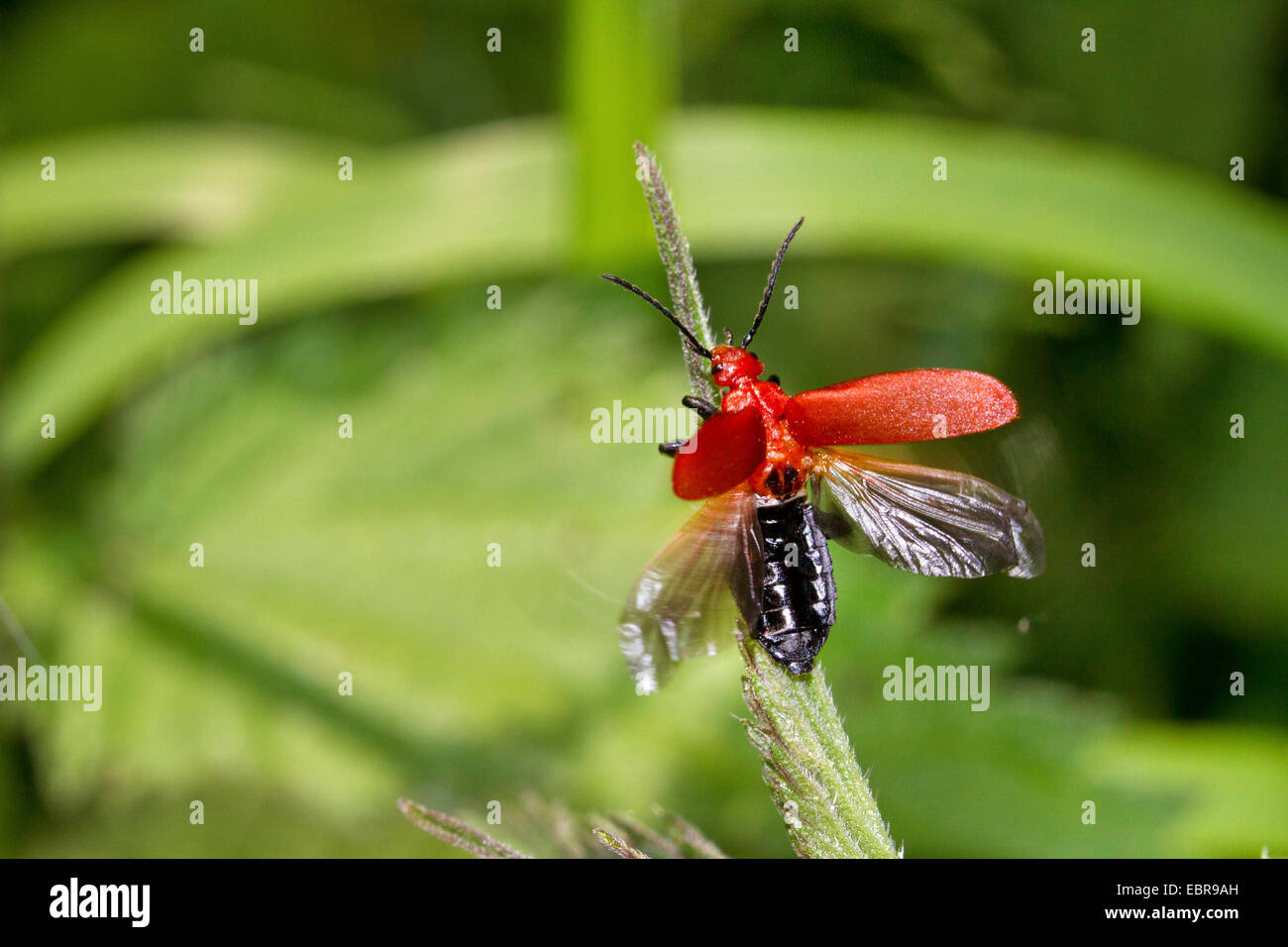 Cardinal Beetle, Cardinal Beetles, Red-headed cardinal beetle ...