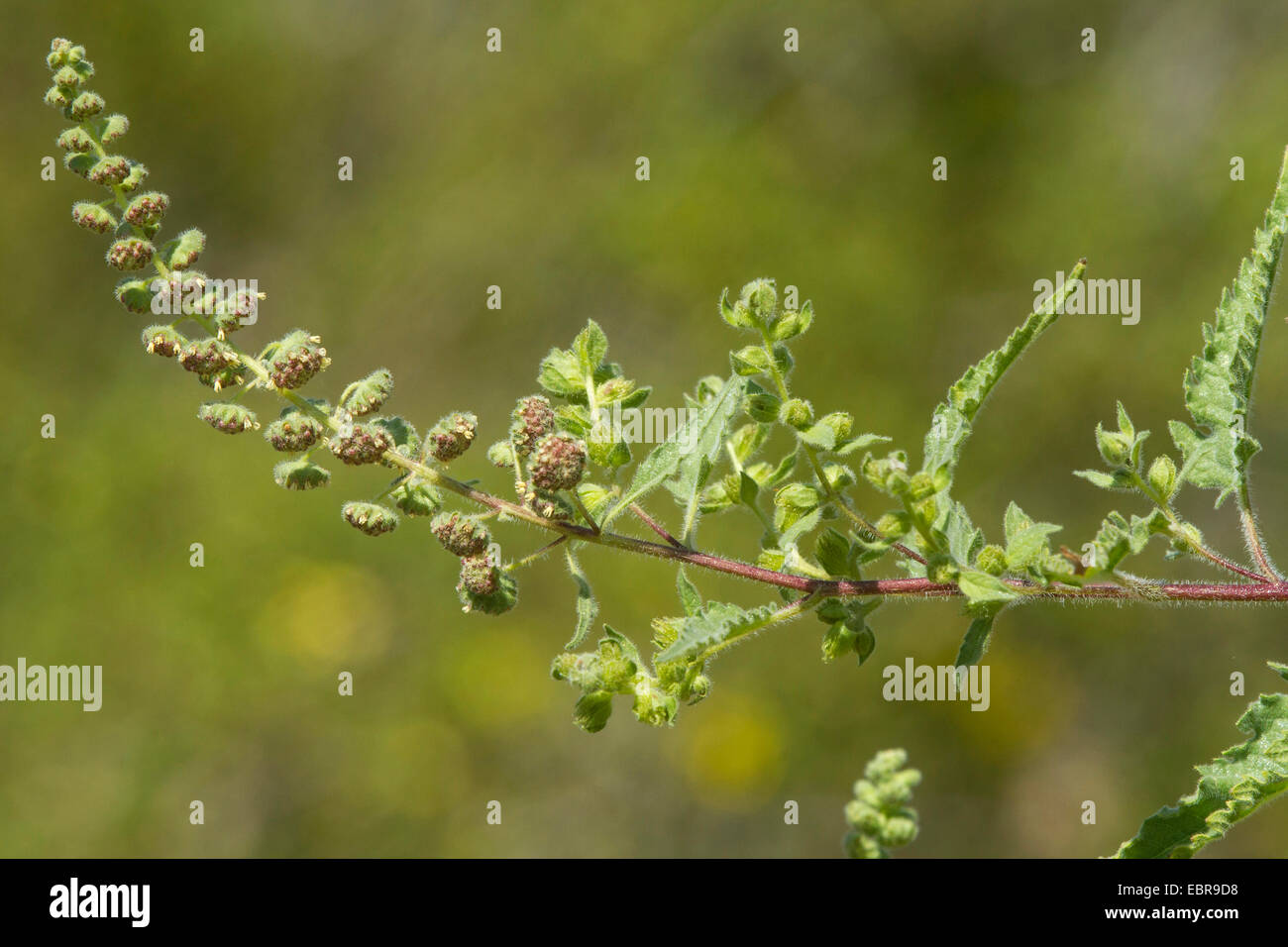 Burweed hi-res stock photography and images - Alamy
