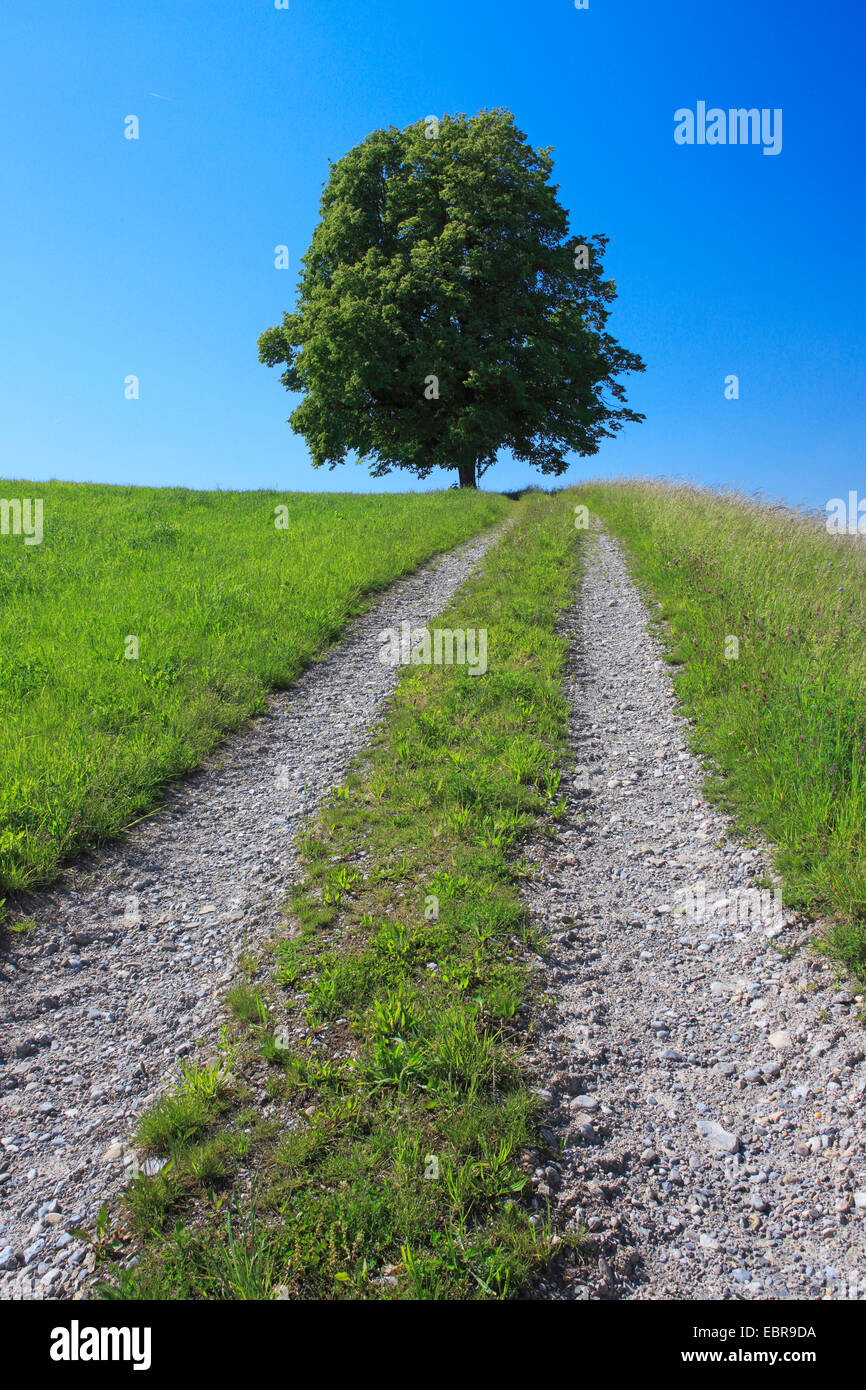 One tree in a field hi-res stock photography and images - Alamy