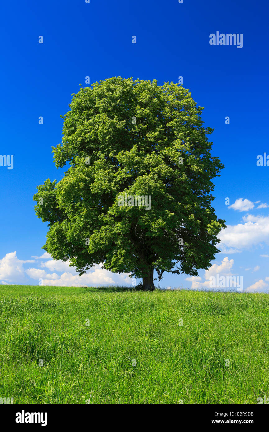 Single lime hi-res stock photography and images - Alamy