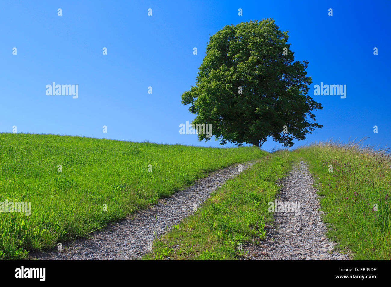 basswood, linden, lime tree (Tilia spec.), single lime tree at a field ...